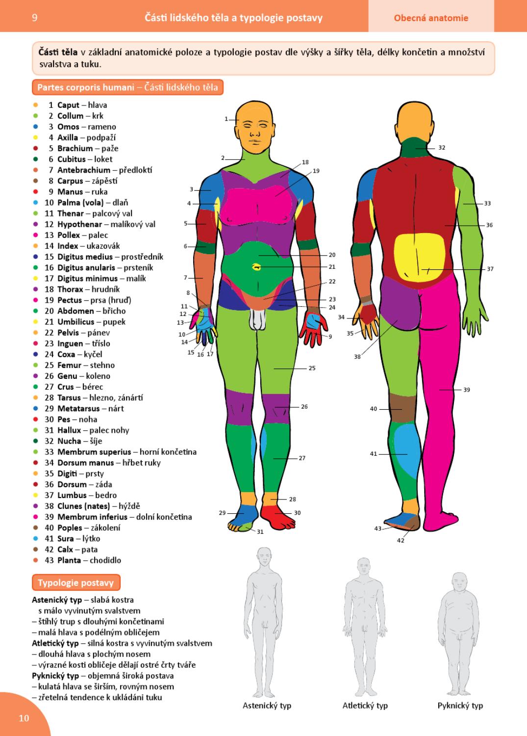 Memorix anatomie by Radovan Hudak (page 28) - issuu