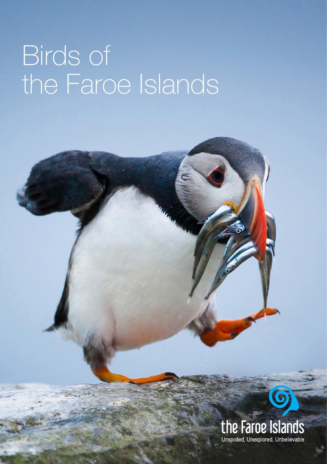 Birds of the faroe islands by Visit Faroe Islands