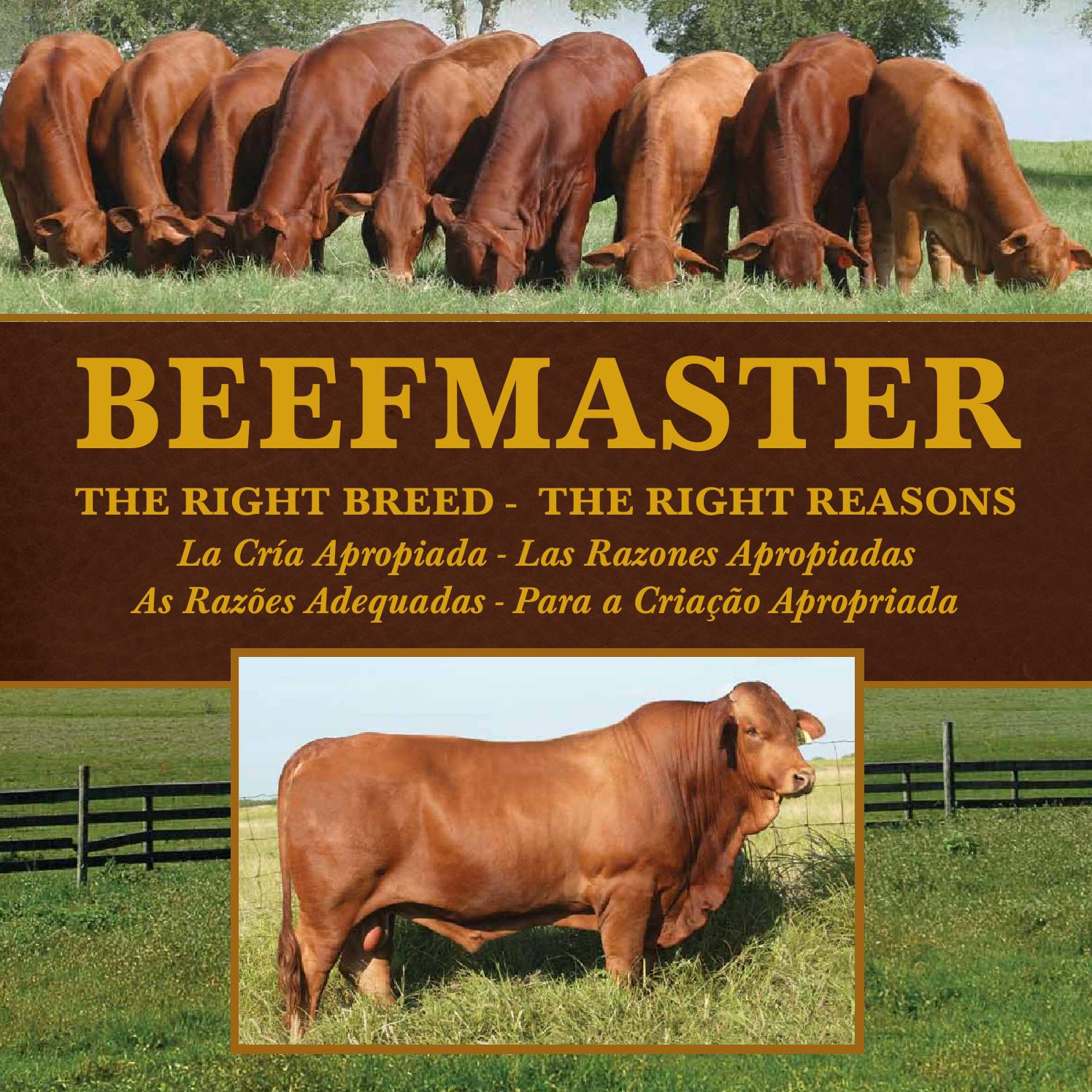 Beefmaster International Brochure by Beefmaster Breeders United - issuu