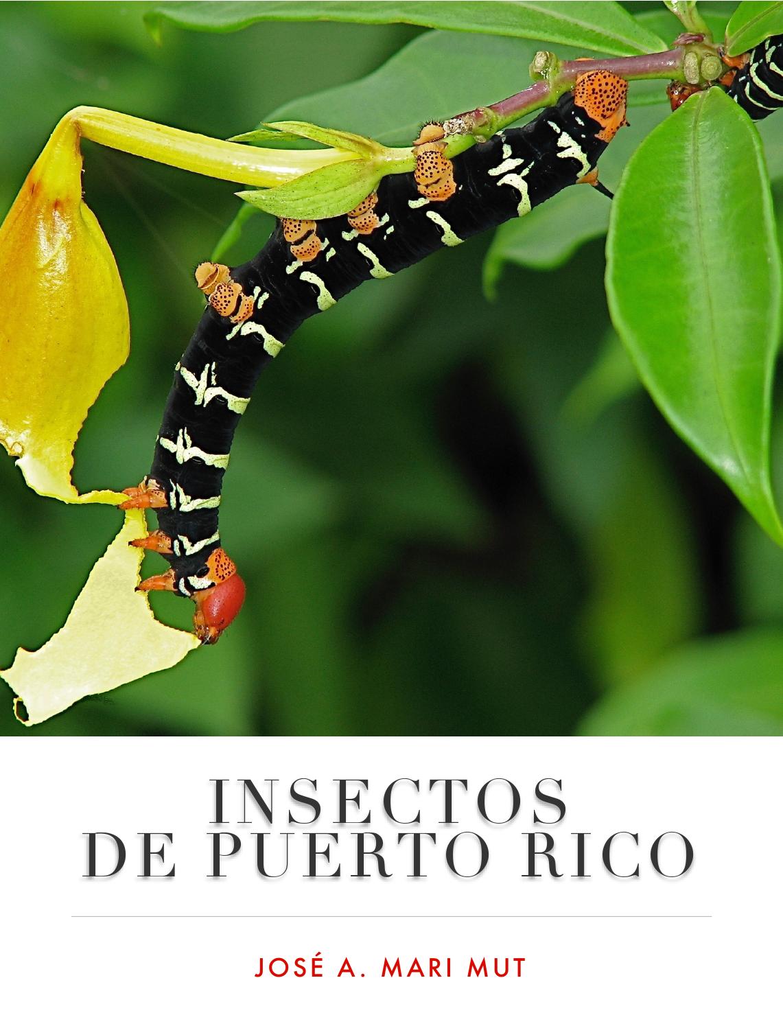 Insectos de Puerto Rico by Colección Puertorriqueña UPR RP - issuu